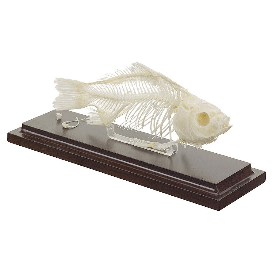 Heine Scientific Fish Skeleton Carp - MedicalSupplies.co.uk